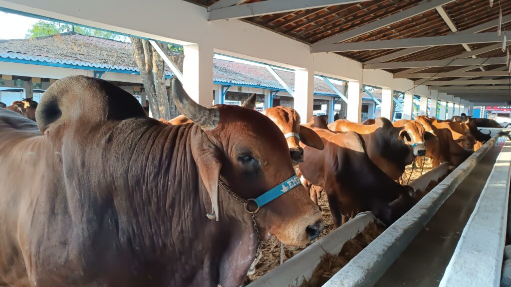 Festa do boi 2024 deverá movimentar R$ 80 milhões em negócios - Portal ...